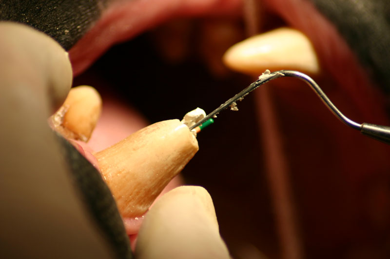 Endodontics - John L. Scheels D.D.S. - Exotic Animal Dentistry - A ...